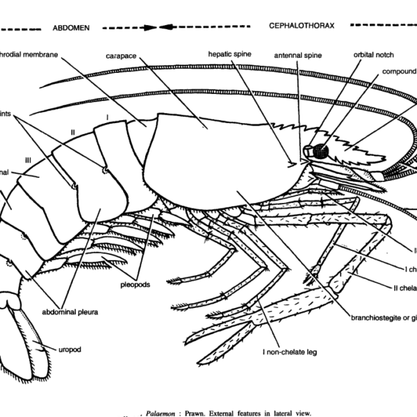 PHYLUM ECHINODERMATA - CHARACTERSTICS, CLASSIFICATION | 2025 PHYLUM ECHINODERMATA - CHARACTERSTICS, CLASSIFICATION | 2025