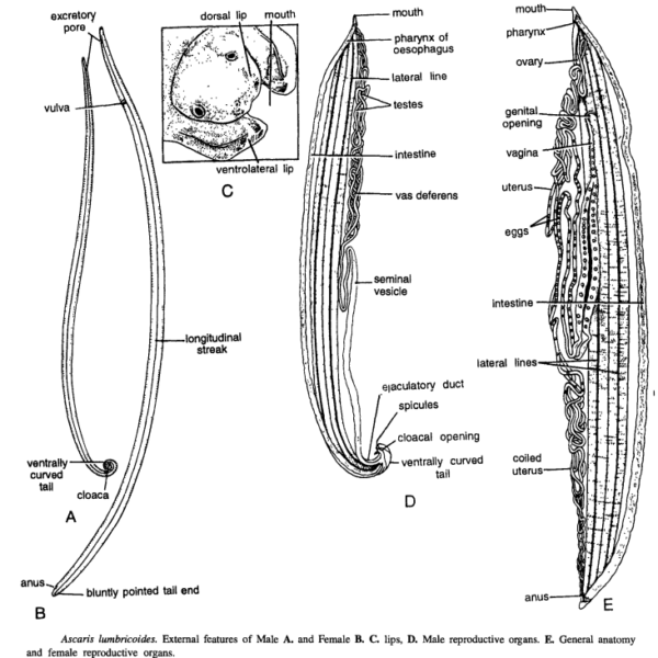 PHYLUM ECHINODERMATA - CHARACTERSTICS, CLASSIFICATION | 2025 PHYLUM ECHINODERMATA - CHARACTERSTICS, CLASSIFICATION | 2025
