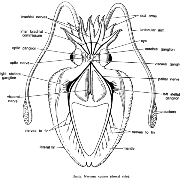 PHYLUM ECHINODERMATA - CHARACTERSTICS, CLASSIFICATION | 2025 PHYLUM ECHINODERMATA - CHARACTERSTICS, CLASSIFICATION | 2025
